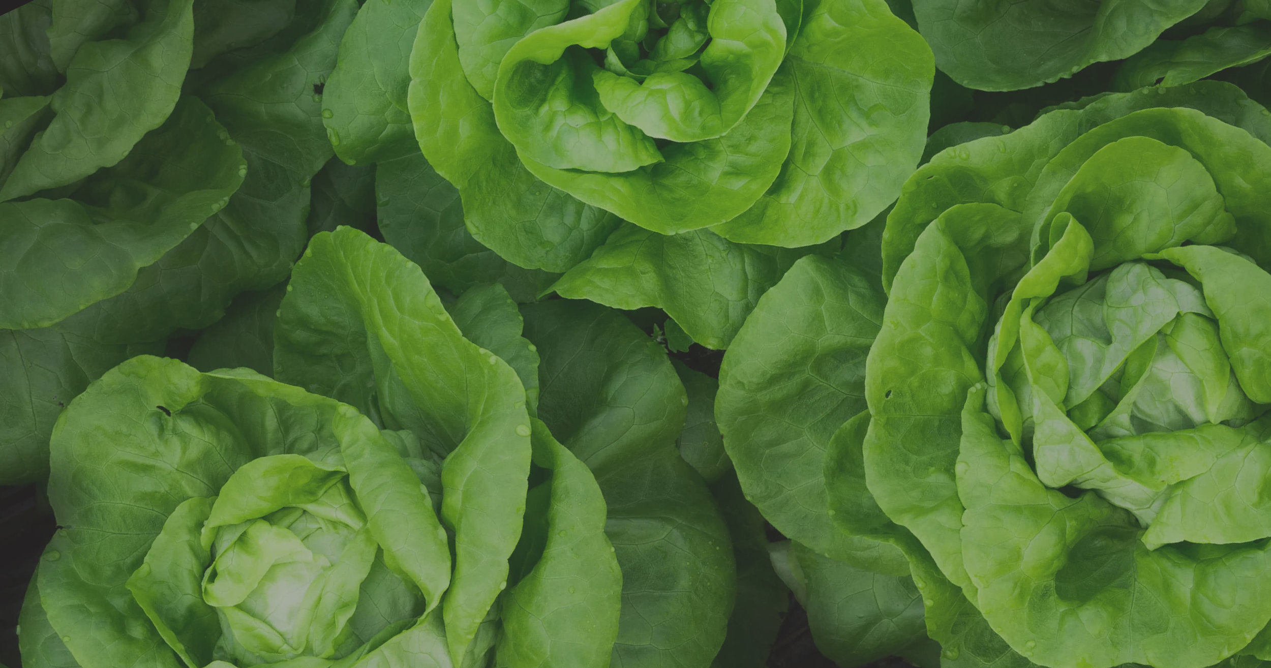 Full Harvest - Buy Imperfect, Process Grade & Surplus Produce — Full ...