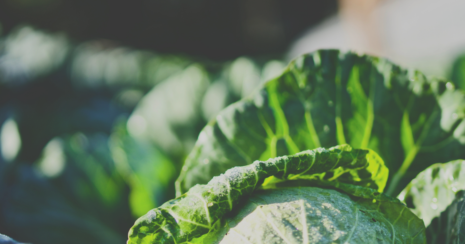 Full Harvest - Buy or Sell Imperfect and Surplus Produce